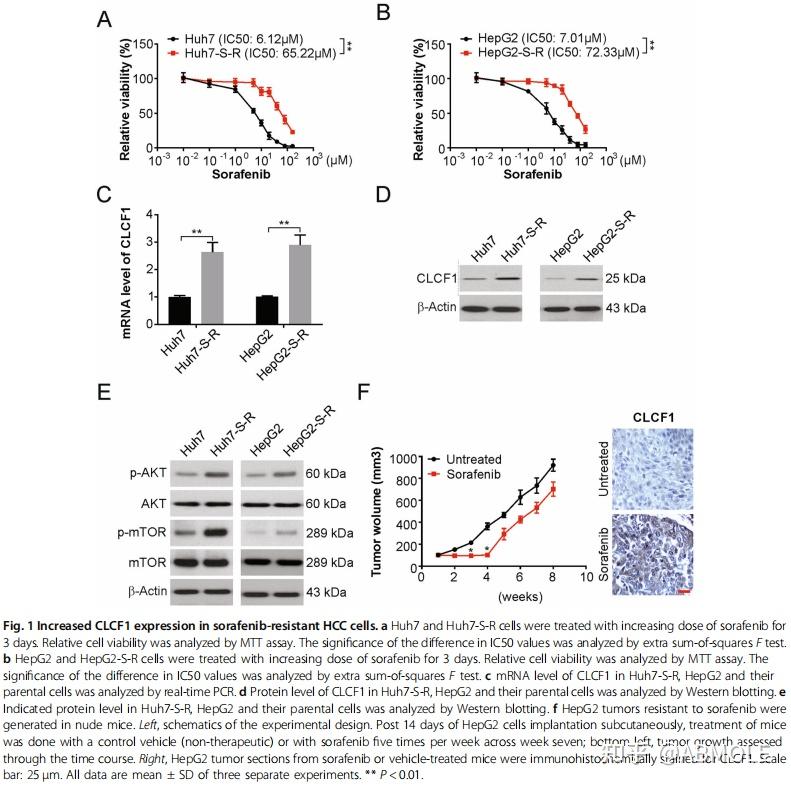 【AbMole科研】miR-30a-5p/CLCF1轴调节HCC中Sorafenib耐药性和有氧糖酵解 - 知乎