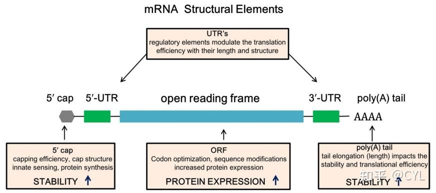 【文献翻译】用于提高mRNA稳定性和翻译效率的mRNA疫苗结构元件的修饰 - 知乎