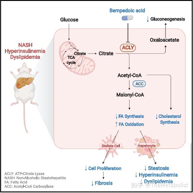 代谢学人--Cell Metabolism：NASH刺客 -- ATP柠檬酸裂解酶 - 知乎