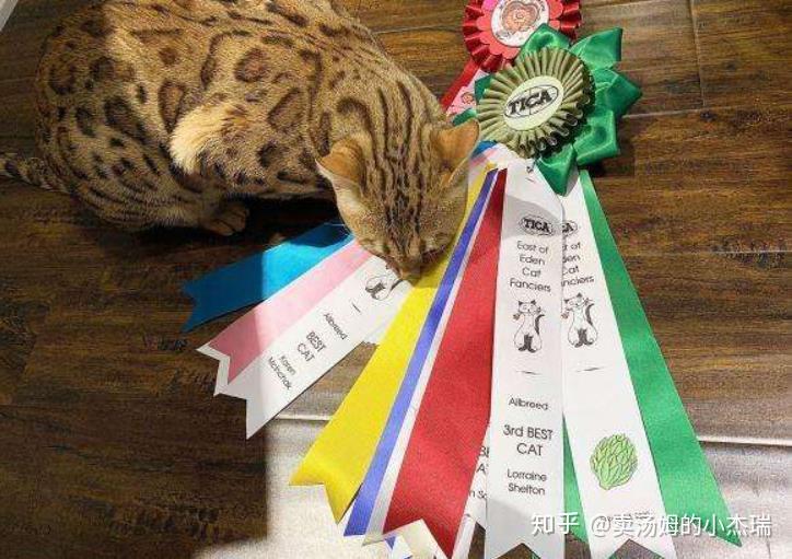 爱猫的你不能不知道的四大协会 - 知乎