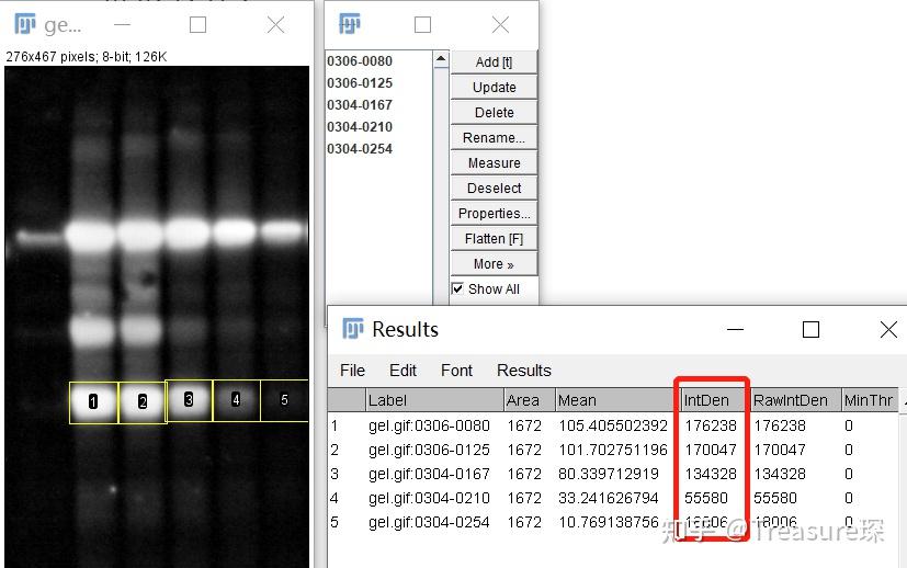 ImageJ实用技巧——Western Blot定量分析深入探究(定量分析篇) - 知乎
