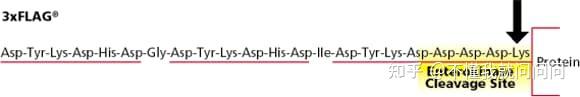默克Sigma实验 | 用于超灵敏检测重组蛋白的3xFLAG® 系统表达载体 - 知乎