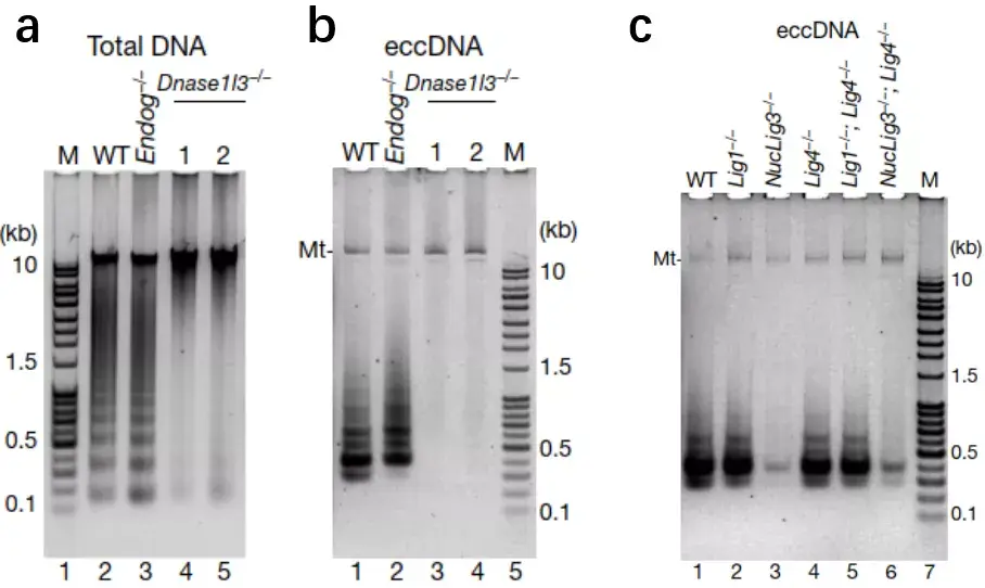 专家点评Nature | 突破！张毅团队揭秘染色体之外环状DNA的前世今生 - 知乎