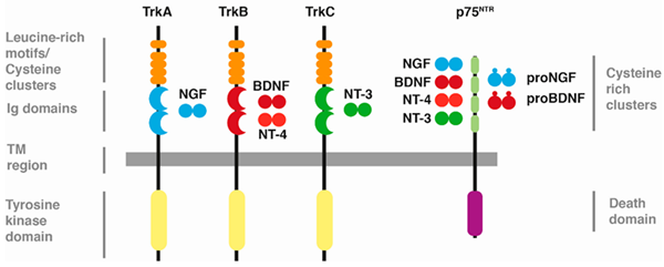 BDNF ELISA 试剂盒，值得拥有 - 知乎