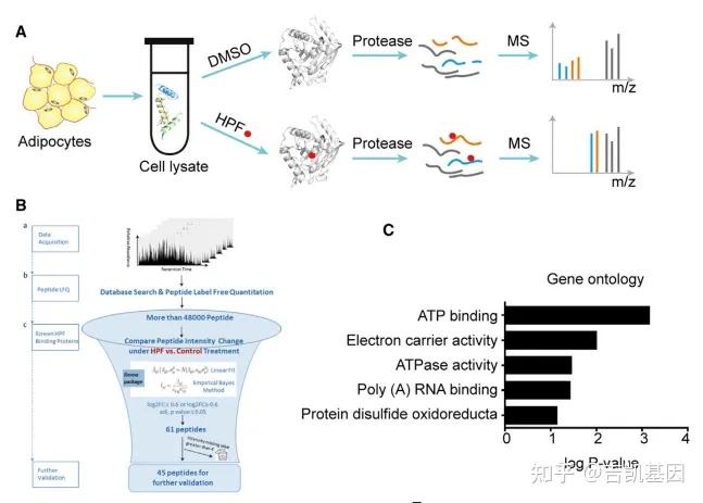 LiP-MS小分子蛋白互作研究应用案例分享 - 知乎