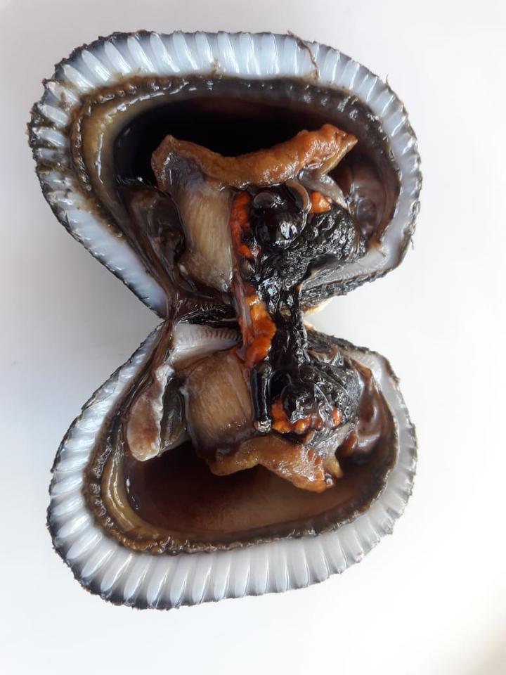 哥伦比亚太平洋沿岸两个地区蛤 Anadara tuberculosa 的遗传多样性 - 知乎