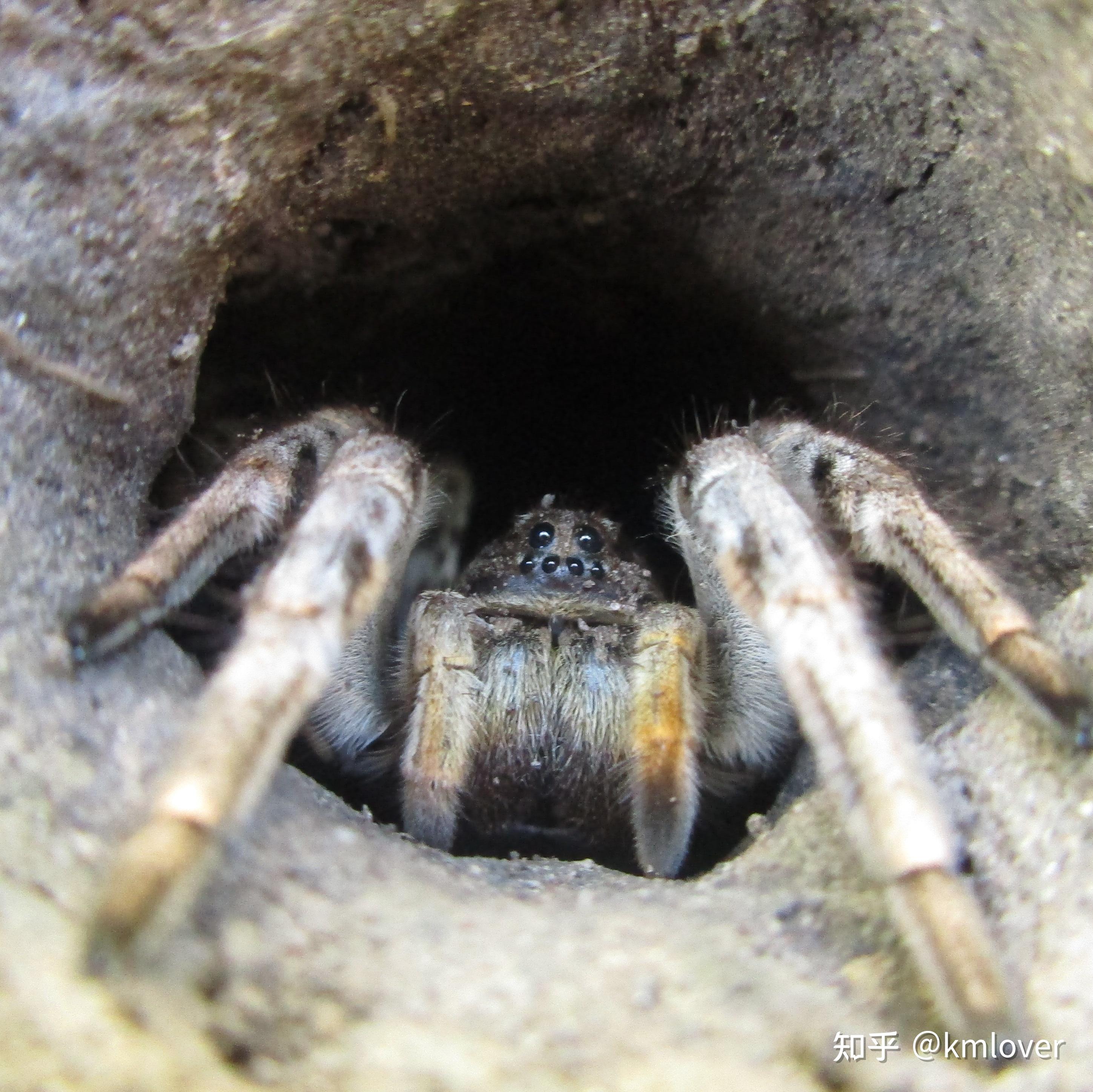 在家养白额高脚蛛吃蟑螂靠谱吗? - 知乎