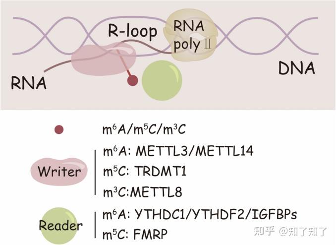 深度综述：RNA甲基化修饰和R-loop的交叉调控：从分子机制到临床意义 - 知乎