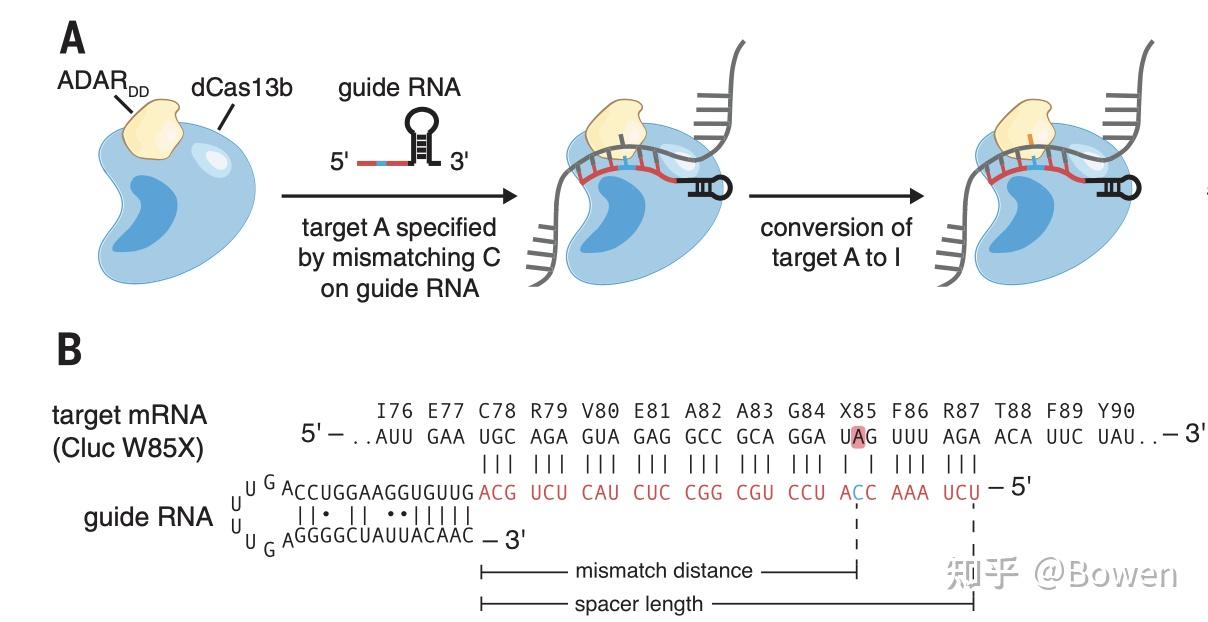 RNA Editing发展历程 - 知乎