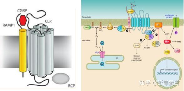 偏头痛预防性治疗靶点-CGRP受体复合物 - 知乎