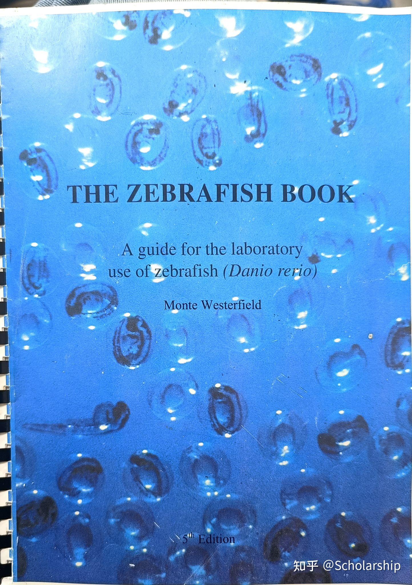 有哪些饲养斑马鱼的技巧值得分享？ - 知乎