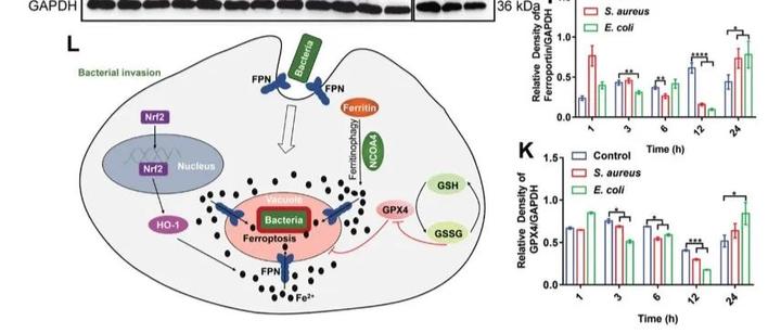 中科院一区TOP Theranostics丨铁死亡的抗菌作用 - 知乎