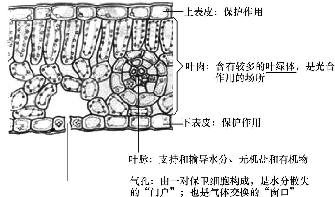 初中生物知识结构图 - 知乎