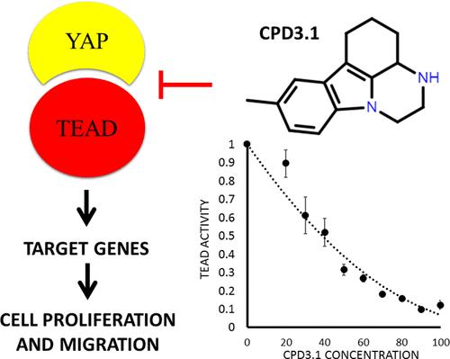 新型YAP - TEAD相互作用抑制剂 - 知乎