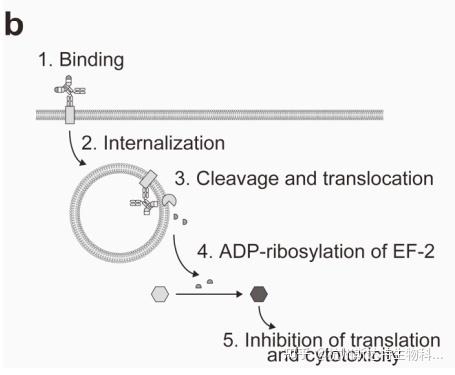 DT3C赋能ADC药物研发：高效检测抗体内化效率 - 知乎