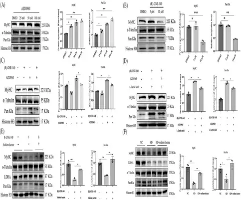 组蛋白乳酸化 | CUT&Tag+RNA-seq联合解析H3K9la介导的肌肉发育调控机制 - 知乎