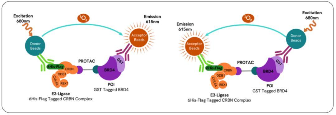 瑞孚迪AlphaLISA：突破局限！您复杂样本高通量检测的不二选择！ - 知乎