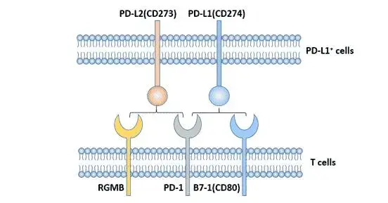 只知其一，不知其二，PD-L2究竟为何物？ - 知乎