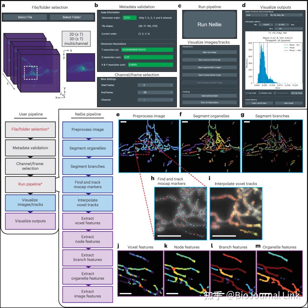 生物图像 | Nat.Methods | Nellie：自动化细胞器分割、跟踪和二维/三维活细胞显微镜下的层级特征提取 - 知乎