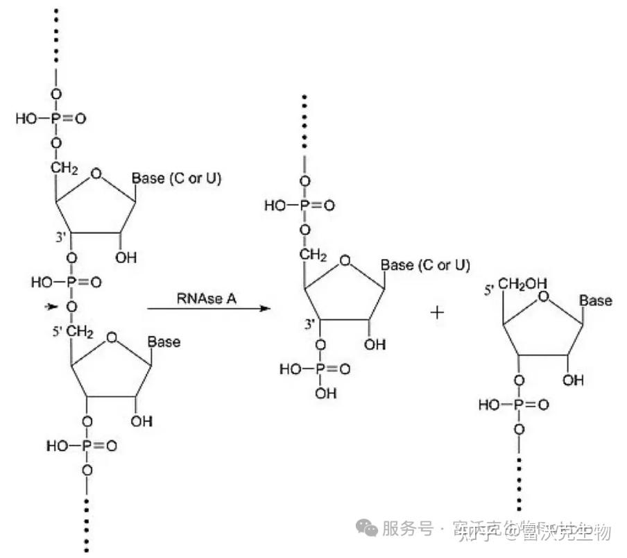 别让RNA搅局！DNA提取去除RNA的4种妙法 - 知乎