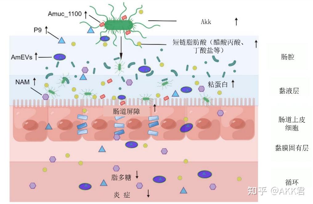 调节AKK菌丰度减轻急性结肠炎，维护肠道屏障健康！ - 知乎