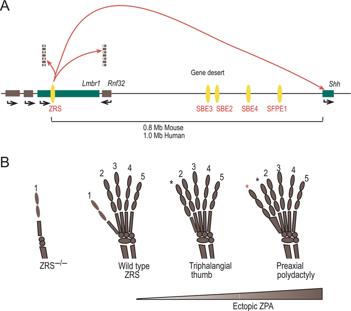 为什么人类没有进化成6根手指，是因为5根手指已经完美了吗？ - 知乎
