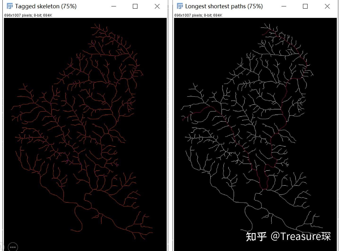 ImageJ实用教程——骨架化分析(定量分析篇) - 知乎