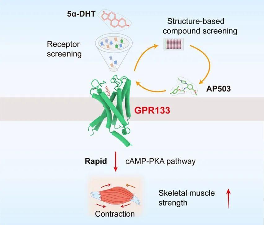 【Cell】雄激素新型GPCR受体GPR133的鉴定与基于结构的激动剂筛选 - 知乎