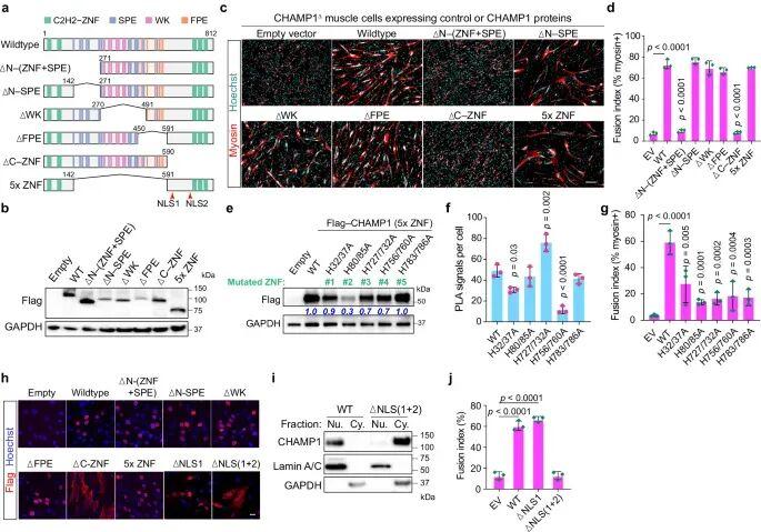 Nature Communications最新研究|bulk+ATAC+Cut&Tag+HiCAR多组学联合分析，揭秘肌肉发育关键调控因子 ...