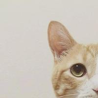 Vue3 路由组件警告 component with `markRaw` or using `shallowRef` instead of `ref`. - 知乎