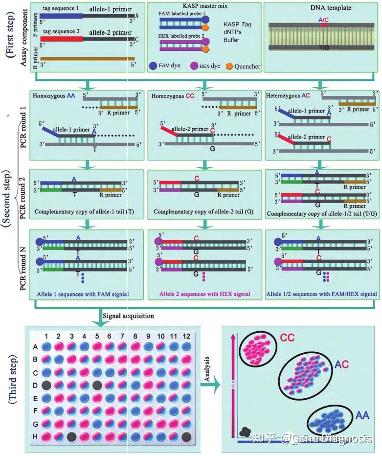 SNP分型-KASP法介绍 - 知乎