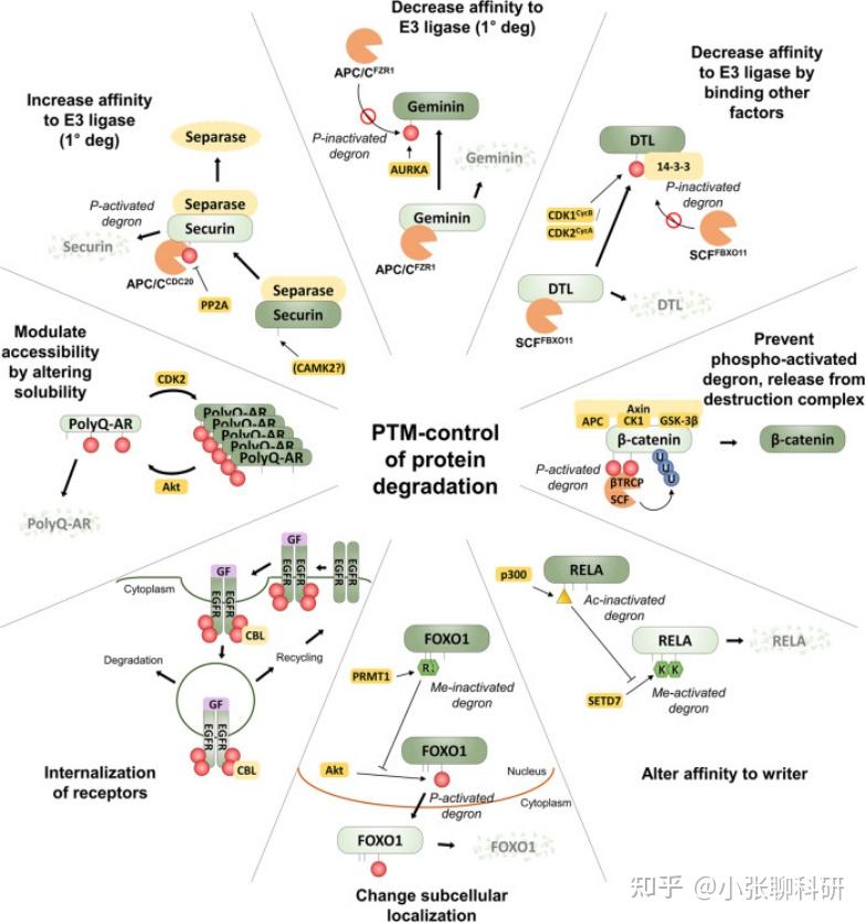 NC最新综述丨盘点蛋白翻译后修饰（PTM）的前沿热点方向 - 知乎
