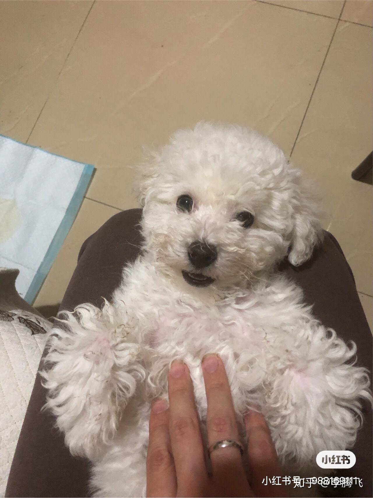 新手狗狗购买渠道推荐 - 知乎