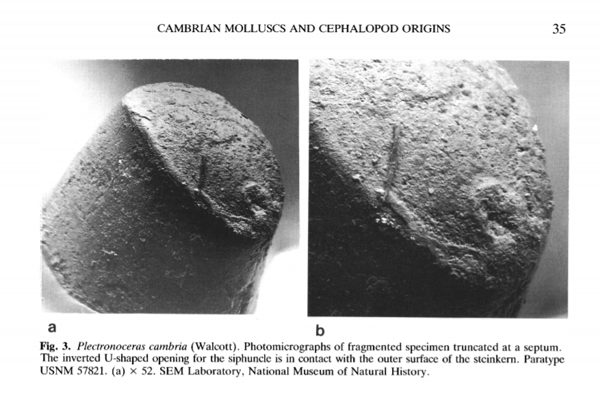 头足纲小传（29）瑕光微明：头足纲的起源，奈特氏锥 Knightoconus - 知乎