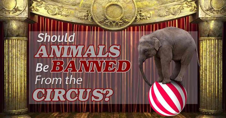 外刊精读 | 拒绝动物表演 2023.7.3rd - 知乎