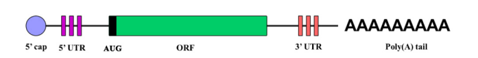 mRNA结构 - 知乎