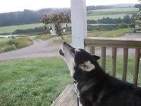 CS61B Project1 Data Structures - 知乎