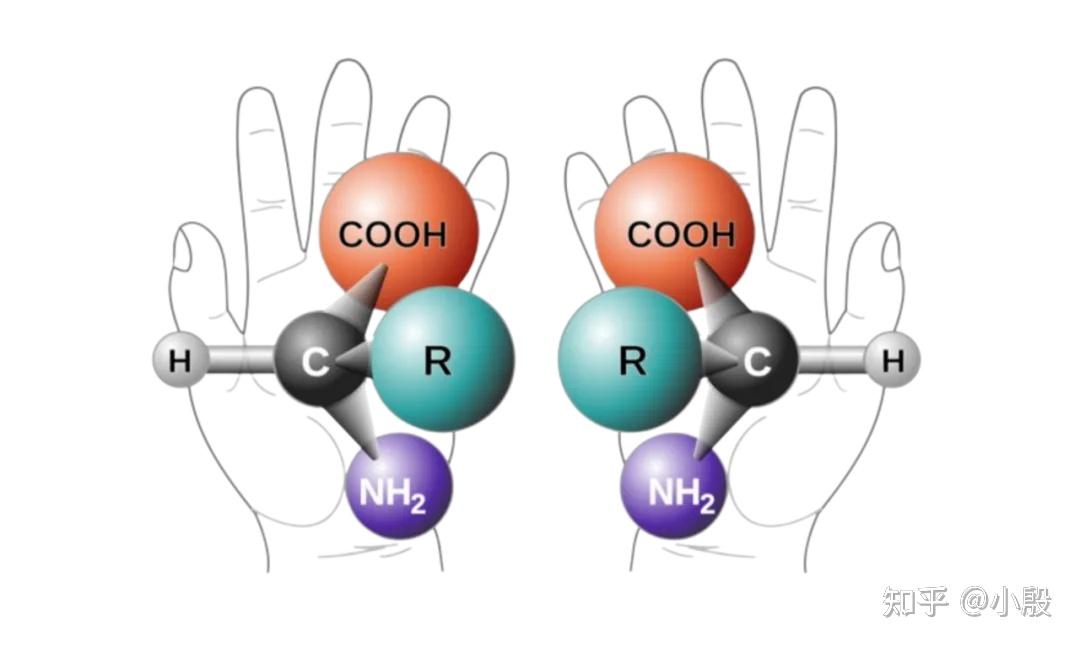 生命分子的构建者：深入了解氨基酸 - 知乎