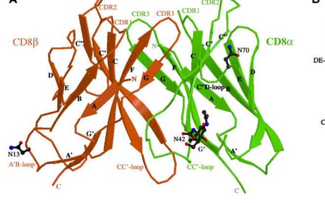 CD8：结构、功能和免疫调节 - 知乎