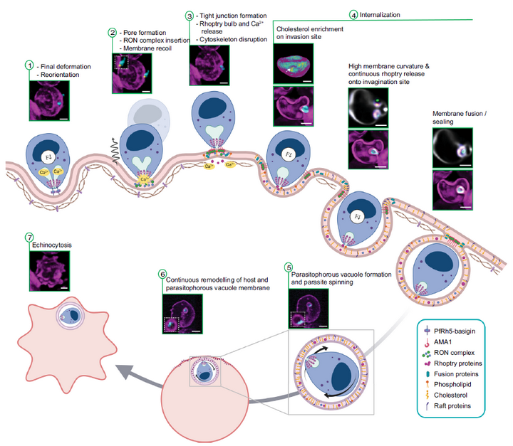 【Nat Commun】晶格光片显微镜揭示疟原虫侵染红细胞过程中膜重塑和寄生泡形成的4D动态过程 - 知乎