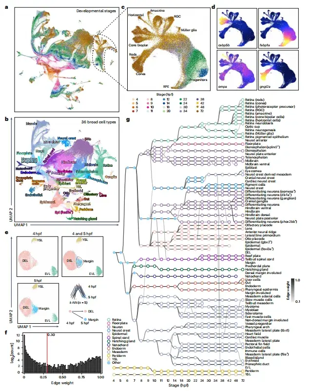 SPATAC-seq绘制单细胞分辨率下斑马鱼胚胎发育的染色质可及性图谱 - 知乎
