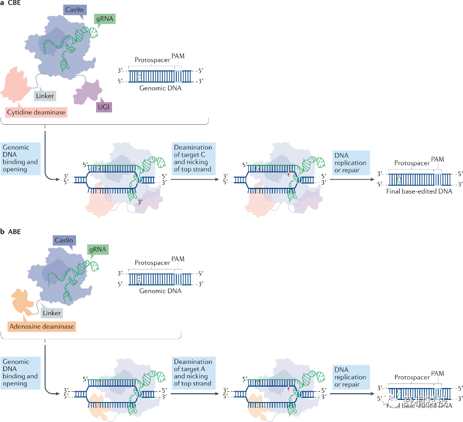 基因编辑工具分享（三）| BE-DICT: 基于机器学习的碱基编辑效率预测模型 - 知乎
