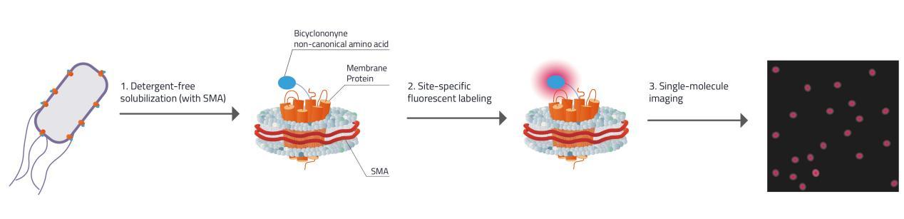 Fluorescence Imaging of Membrane Proteins in Native-like Environments - 知乎
