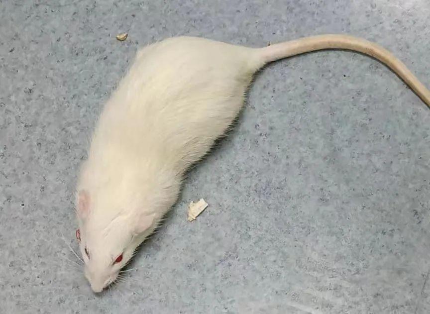 模式小鼠 | 通过实验发现了生酮饮食的阴暗面 - 知乎