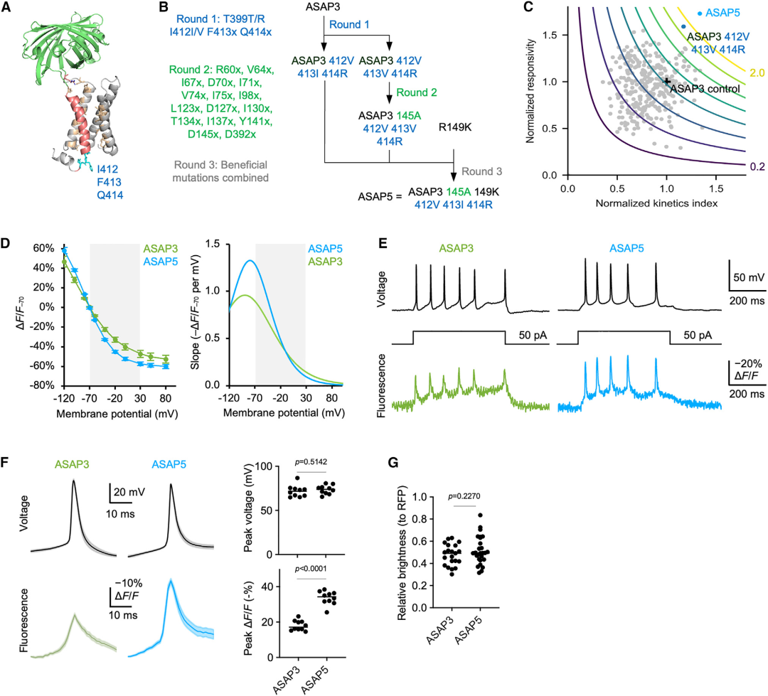 【新品推荐】升级版电压探针ASAP5——快速响应，精准捕捉单个突触事件 - 知乎