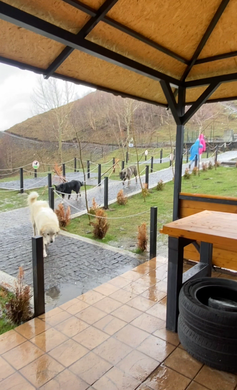 五一格鲁吉亚自驾游超详细记录 - 知乎