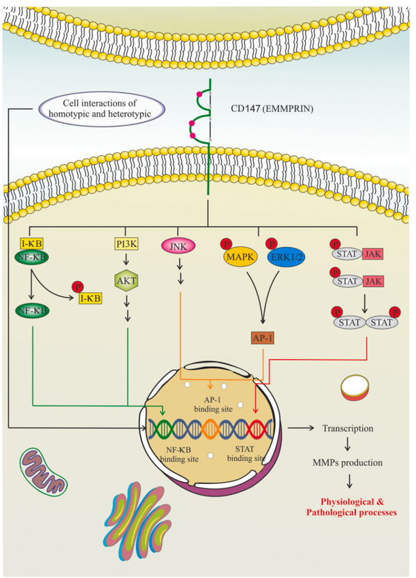 CD147相关综述 ｜ 第一弹 - 知乎