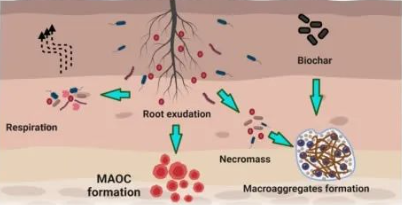 土壤可固持根系分泌物中的活性碳 - 知乎