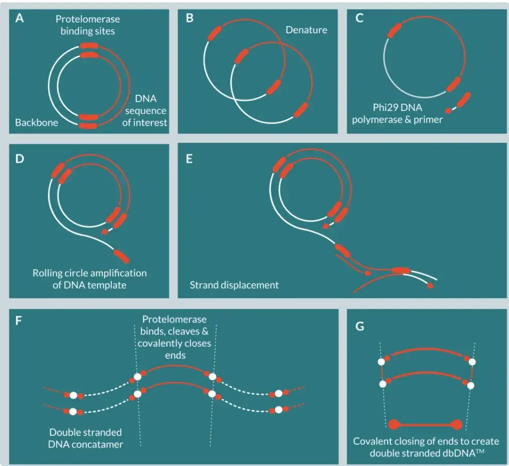 t7 体外转录原理在医学领域中有哪些潜在应用？ - 知乎