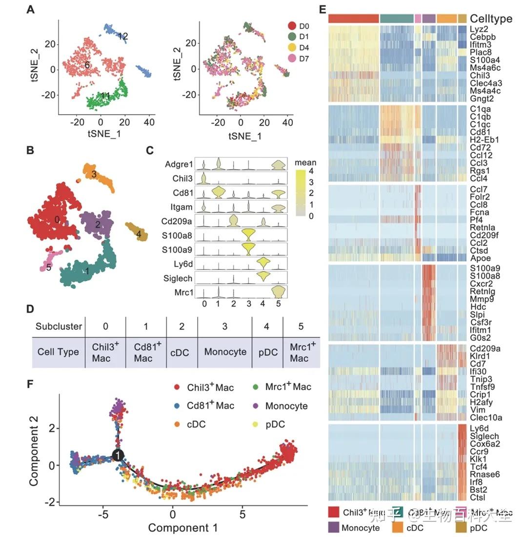 文献解读 | Mrc1+巨噬细胞来源IGF1通过AKT/Rb信号通路促进肾小管细胞增殖来缓解结晶性肾病 - 知乎